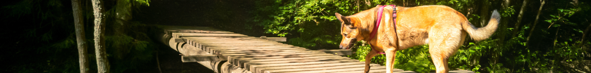 New Zealand - Earthz Pet